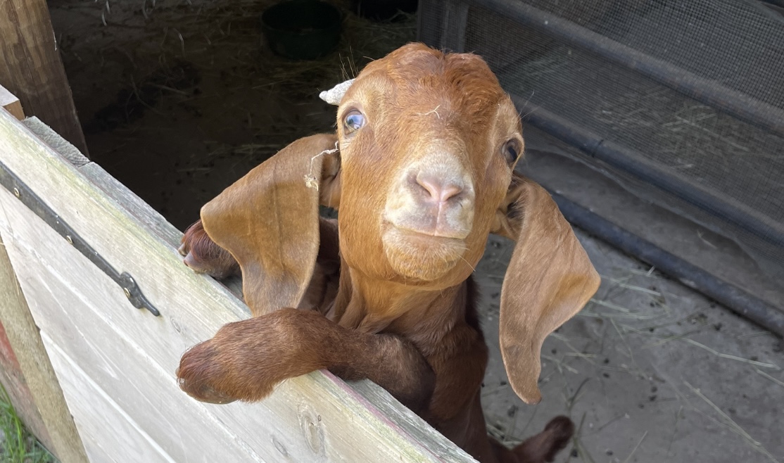 Understanding the Breed: BOER – THE GOAT FARM