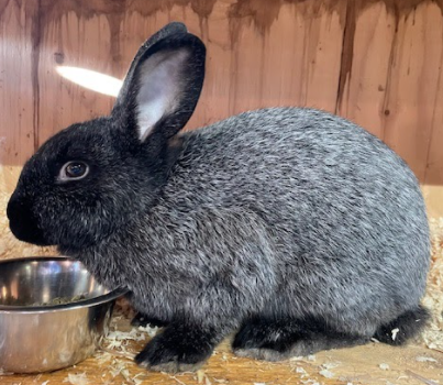 Understanding the Breed: SILVER FOX – THE GOAT FARM