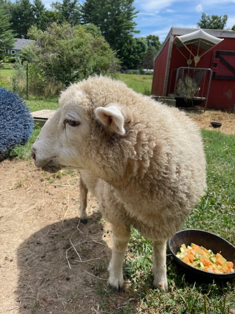 Understanding the Breed: ROMNEY – THE GOAT FARM