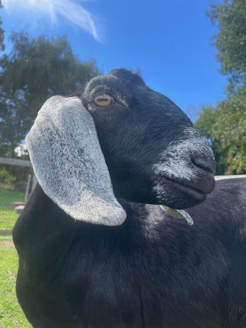 Animal Spotlight: FERGUS – THE GOAT FARM